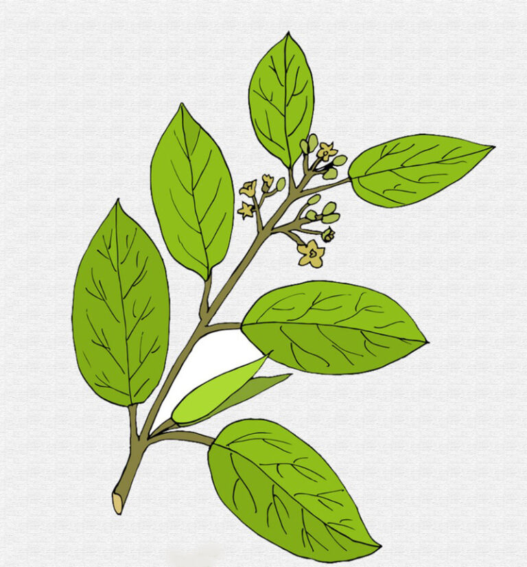 products – SD HERBS